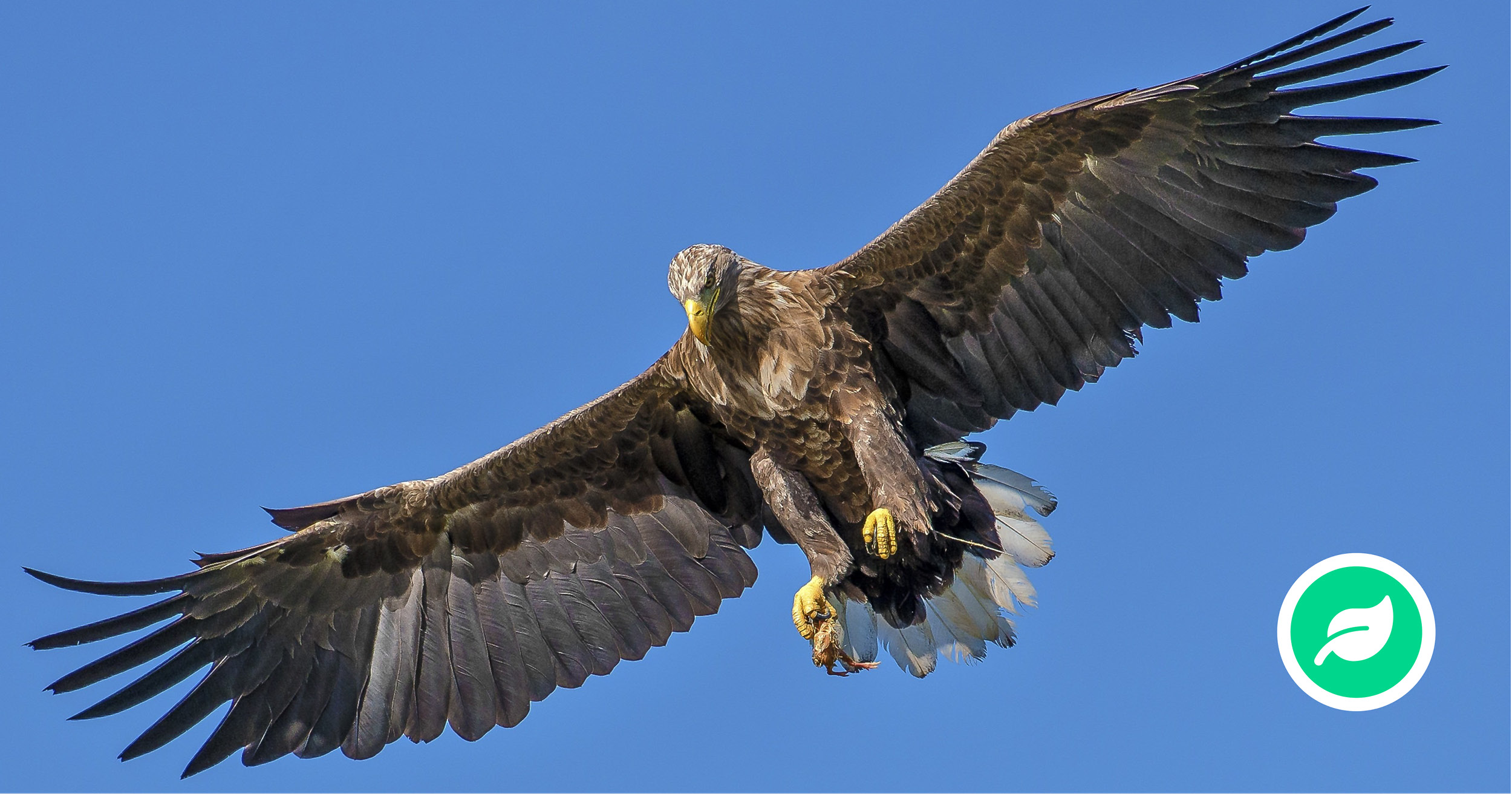 Hvordan kan fugle flyve? – Radionauterne | Podcast for børn